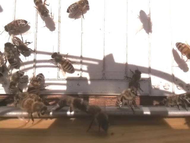 Bee Detection Object Detection Dataset by DataLabeling