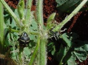 classificacao_teste_praga Classification Dataset by Cainã Rodrigues