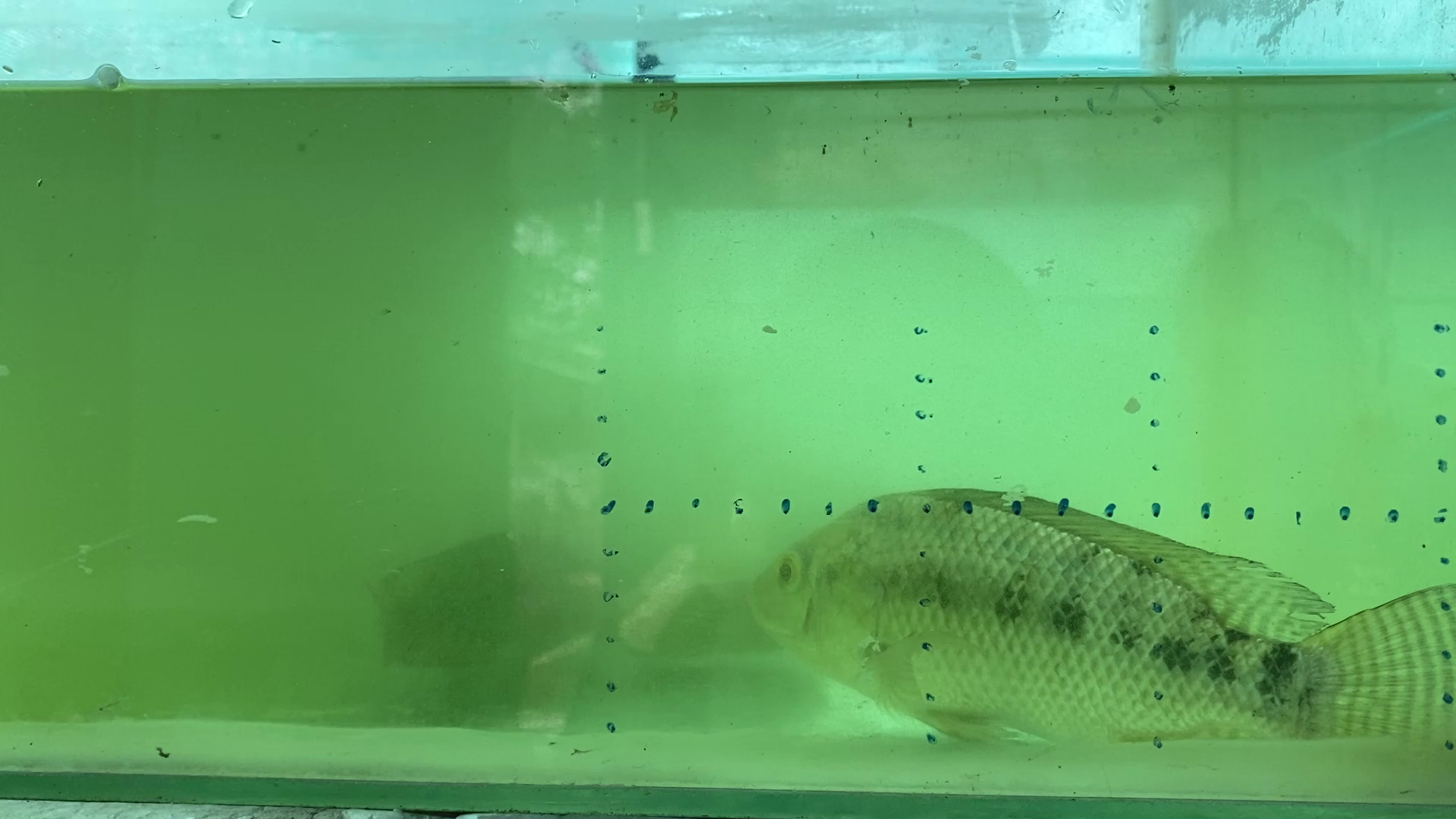 Fish biomass estimation Object Detection Dataset by FYP