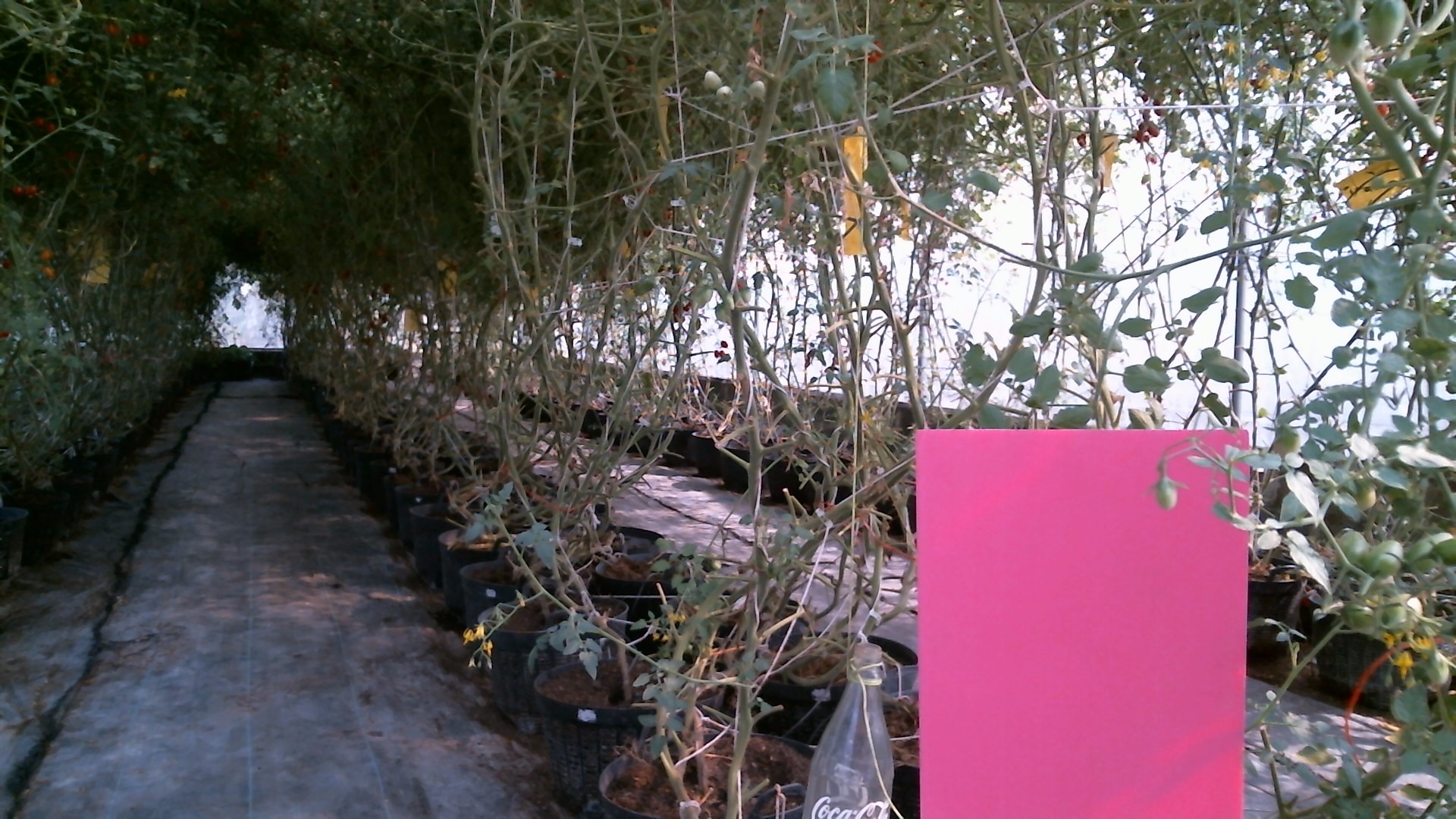 Object detect Object Detection Model by Ubon ratchathani university