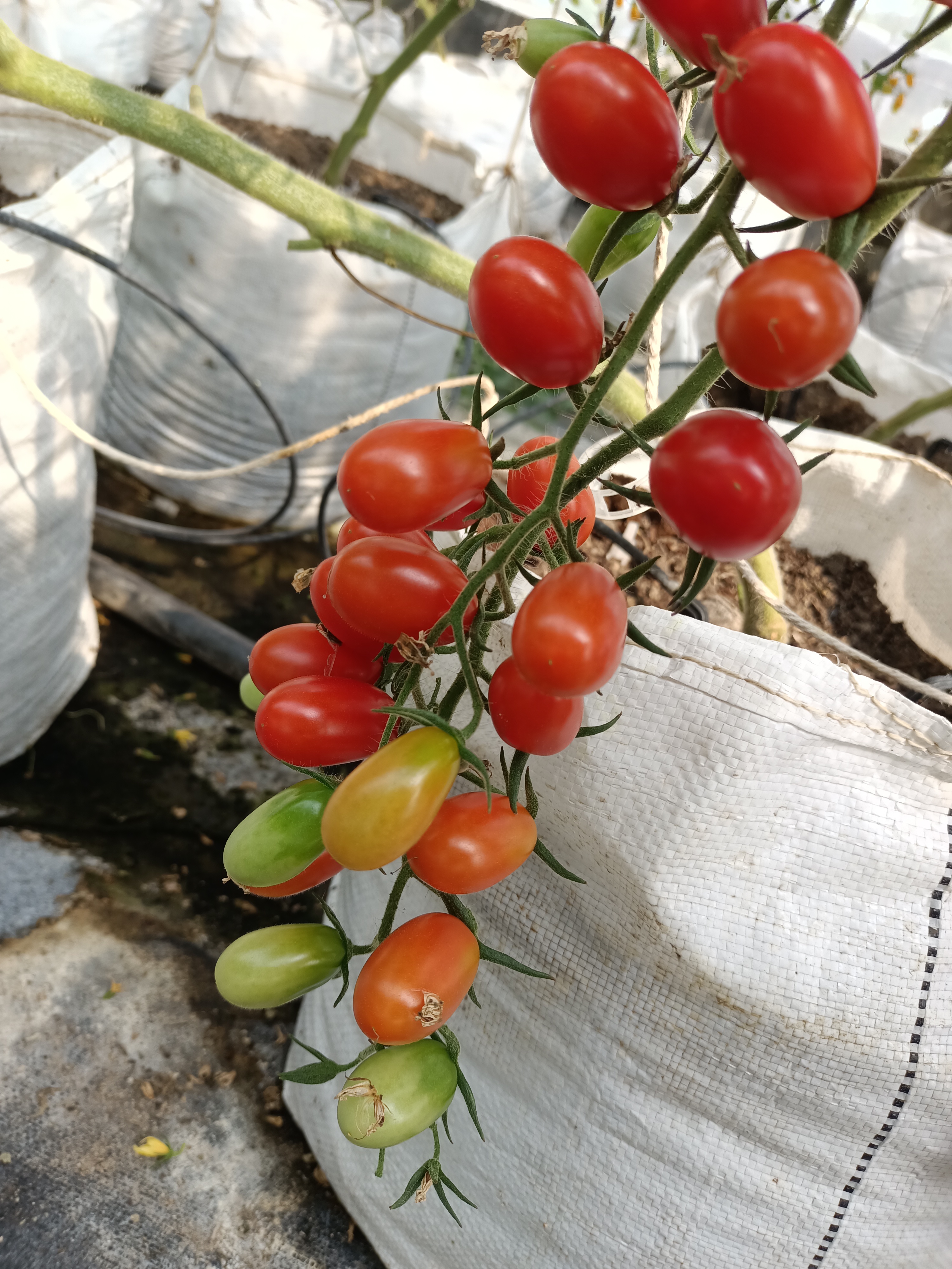Tomato Object Detection Dataset by Ubon ratchathani university