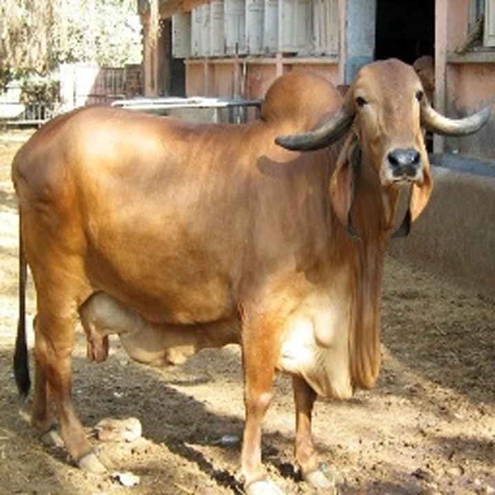 Cow-Breed-Estimation Object Detection Dataset by Leanse Sangeerth