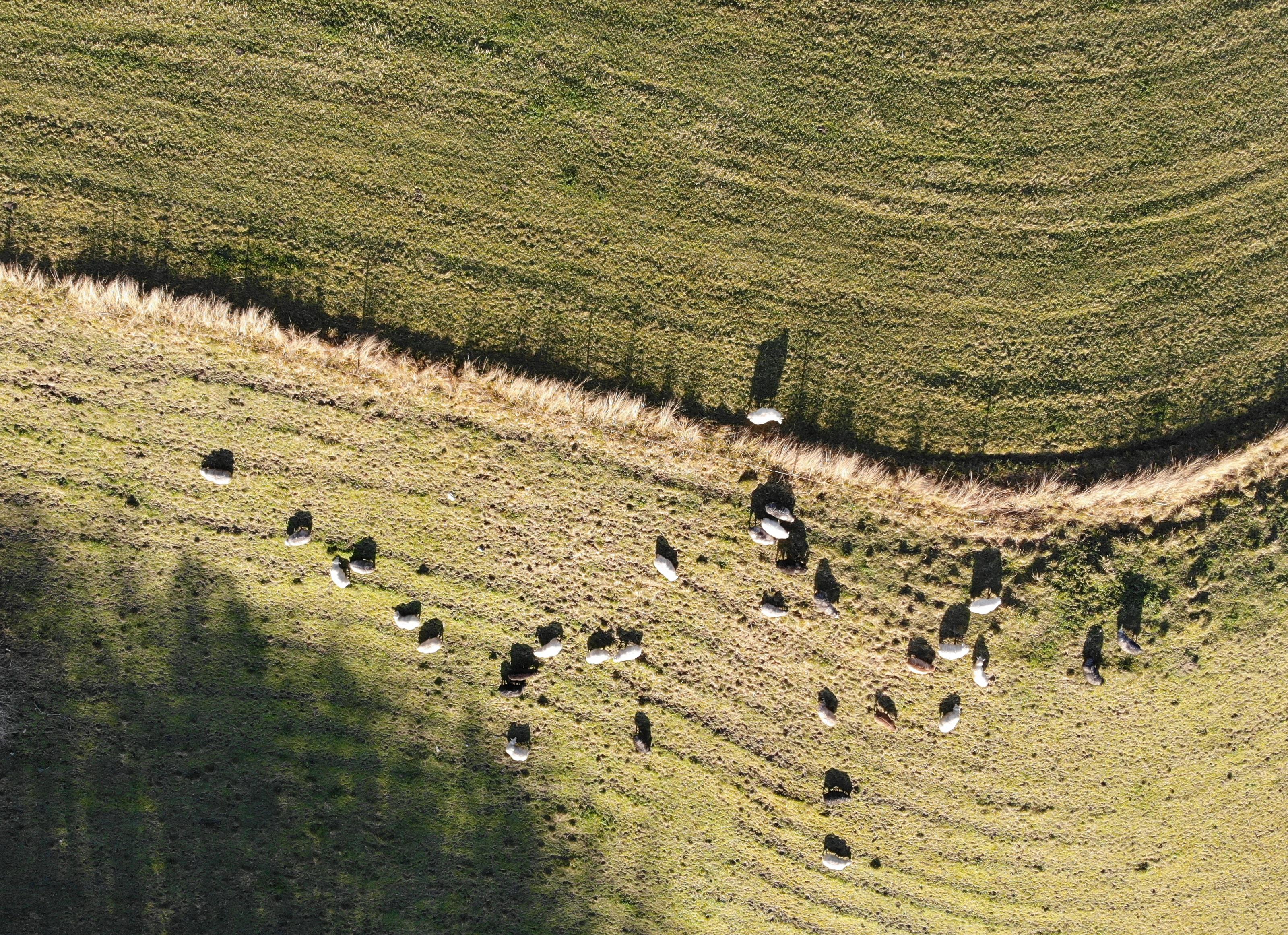 Sheep Dataset Object Detection Model V3 2024 02 14 2 43pm By Eth