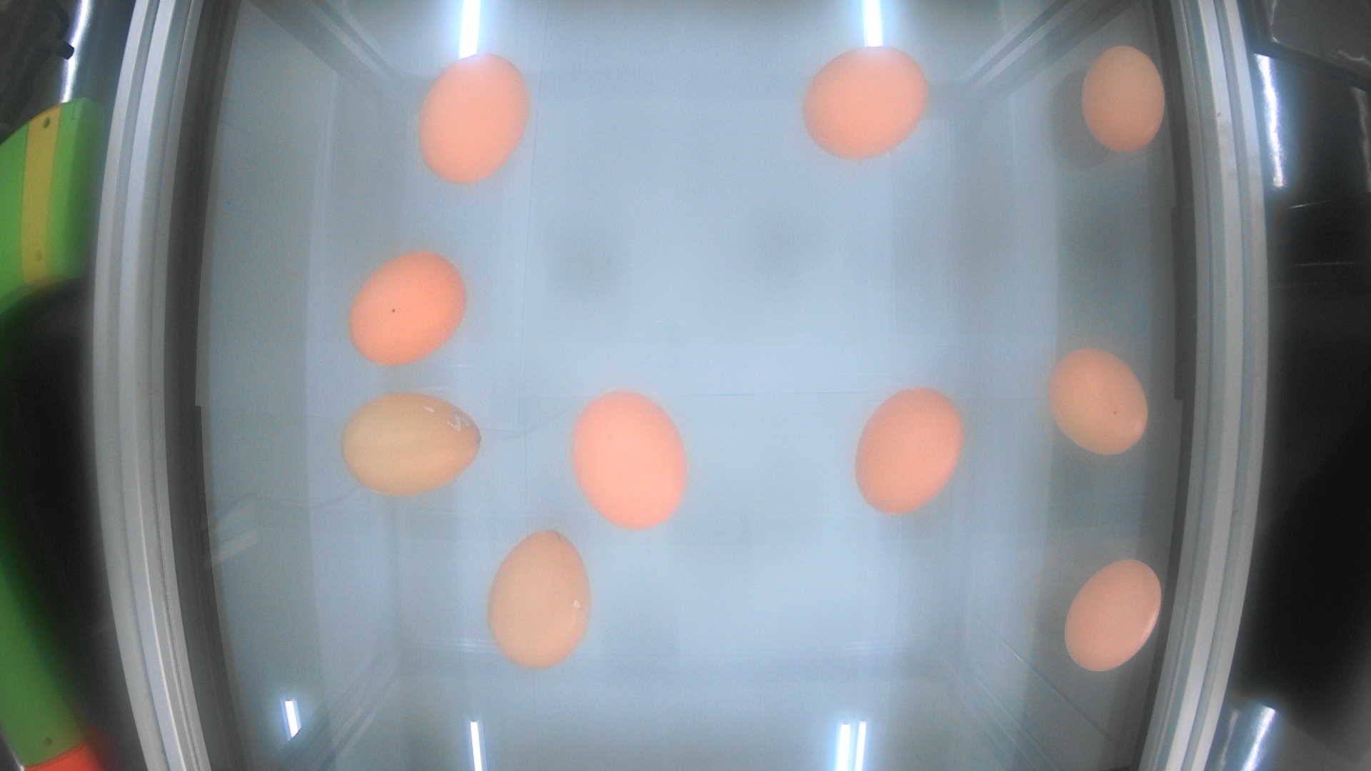 eggs (eggs-2srgl) - Roboflow Universe