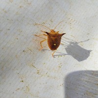 Abdalla (abdalla-lahrh) - Roboflow Universe