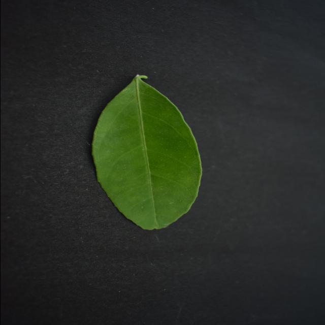 Medcinal Plant Classification Classification Dataset By Saran Kumars