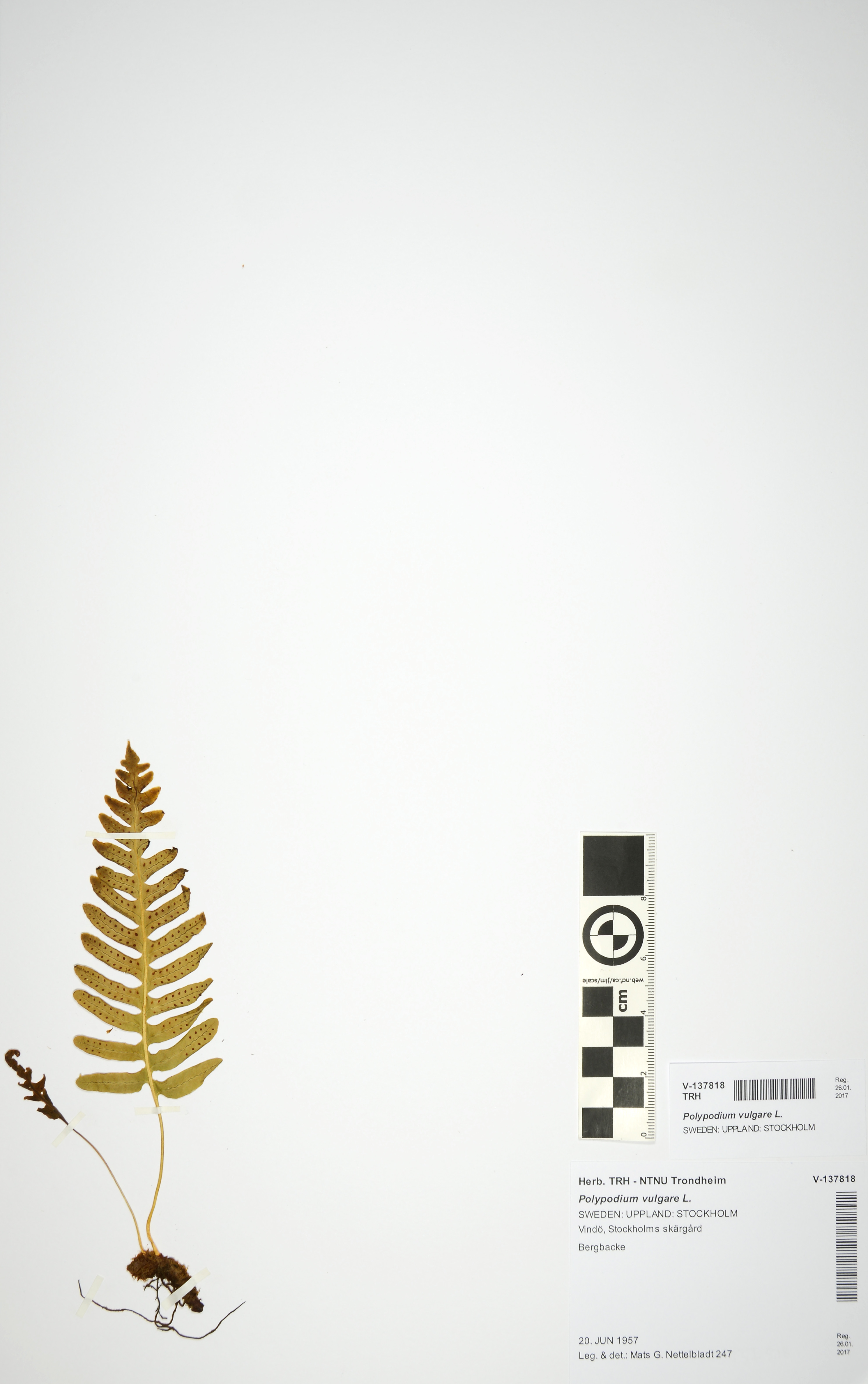 New Scale Detection Object Detection Dataset By Ntnuscaledetection