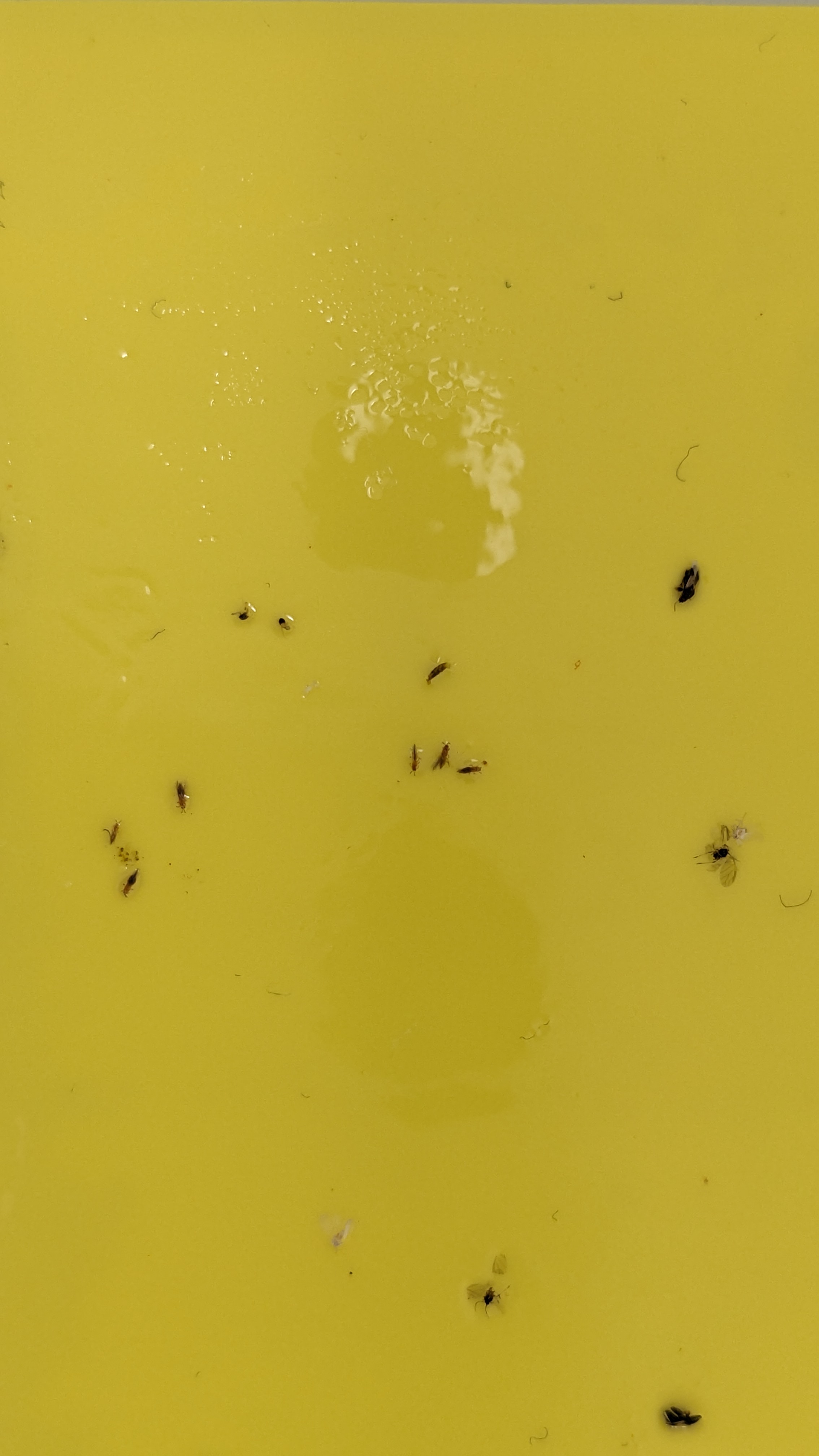 Arthropods_Trial Object Detection Model by ArthropodsTrial