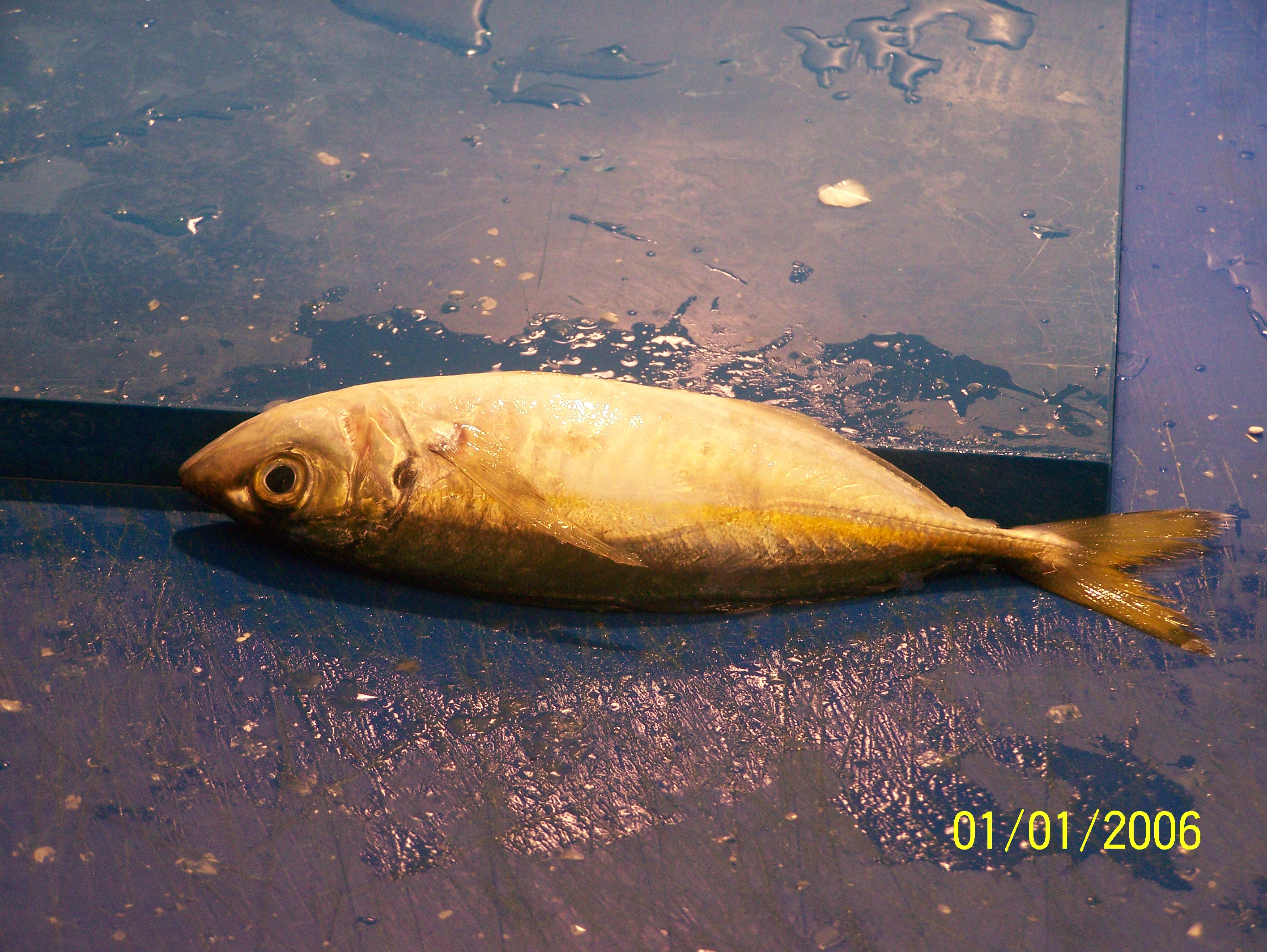 Fish Classification Dataset and Pre-Trained Model by DeepLearningAI