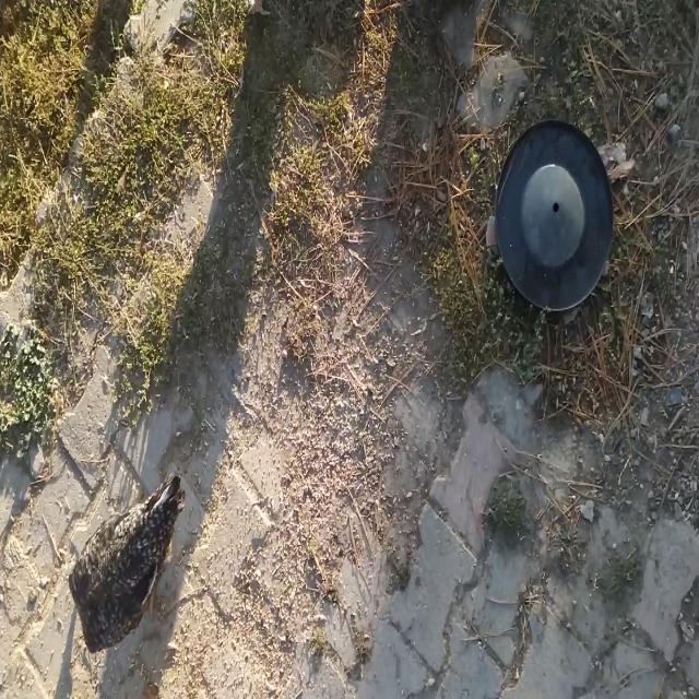 chicken Object Detection Dataset by Jordan Moyo