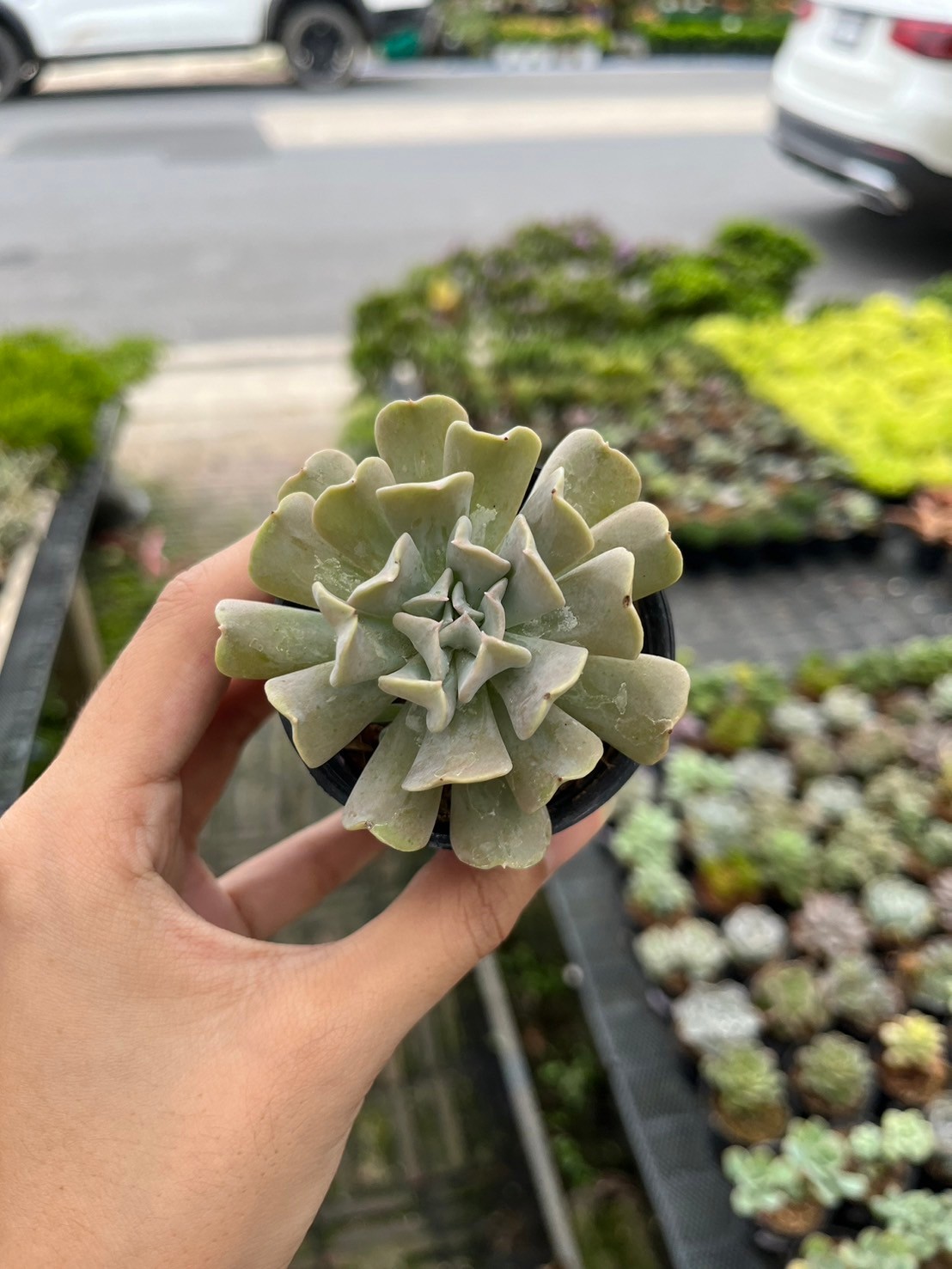 Cactus model Object Detection Dataset by chayada