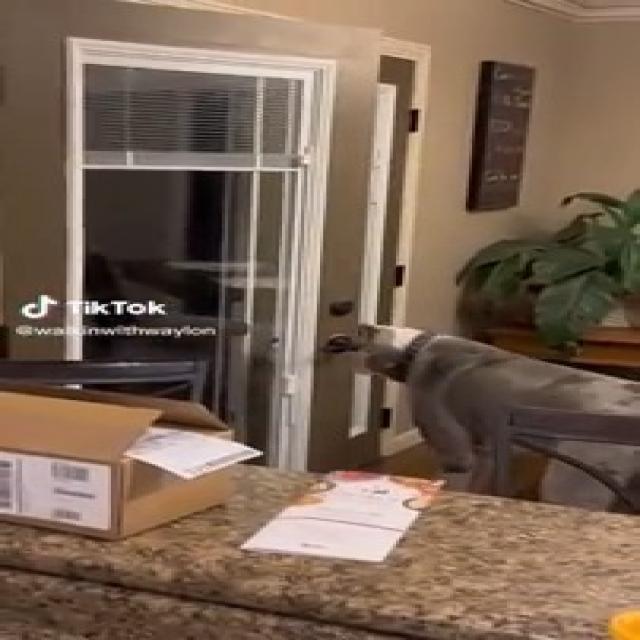 dog detection Object Detection Dataset and Pre-Trained Model by canan