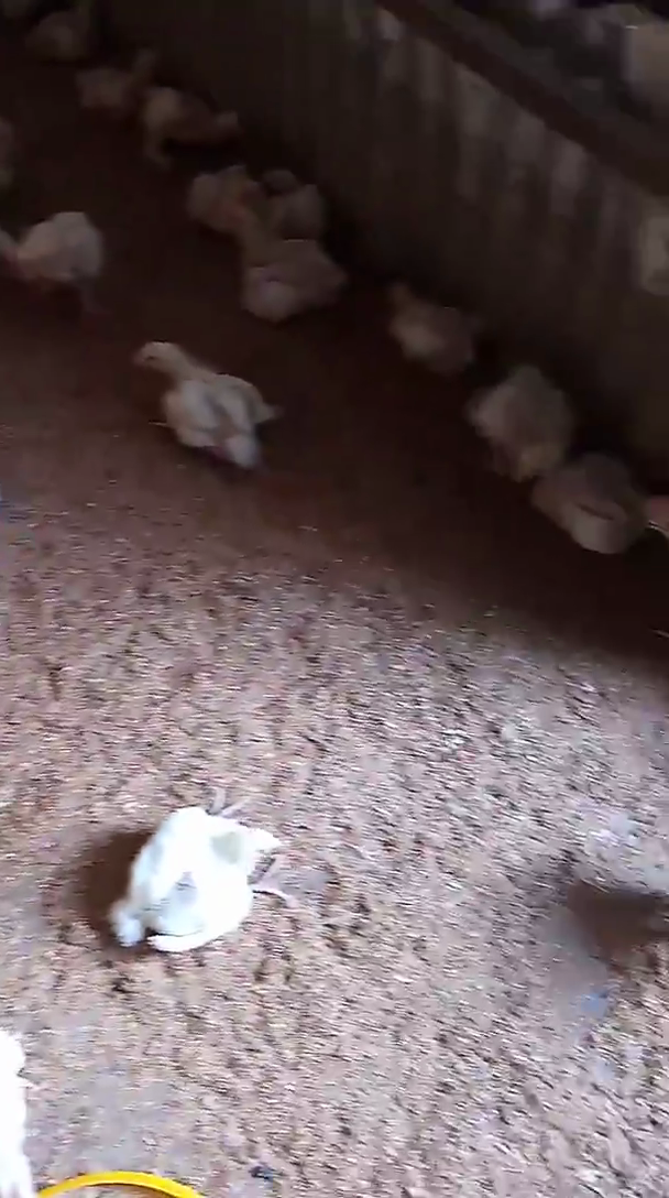 Poultry management Object Detection Model by 360digitmg