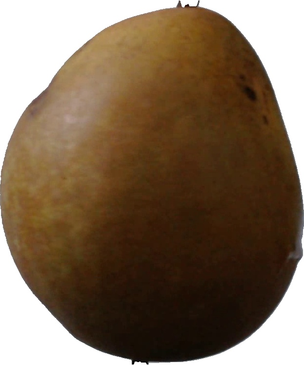 coco Object Detection Dataset by Joanna