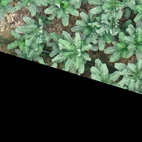 Count banana plants Object Detection Model by COUNT BANANA PLANTS