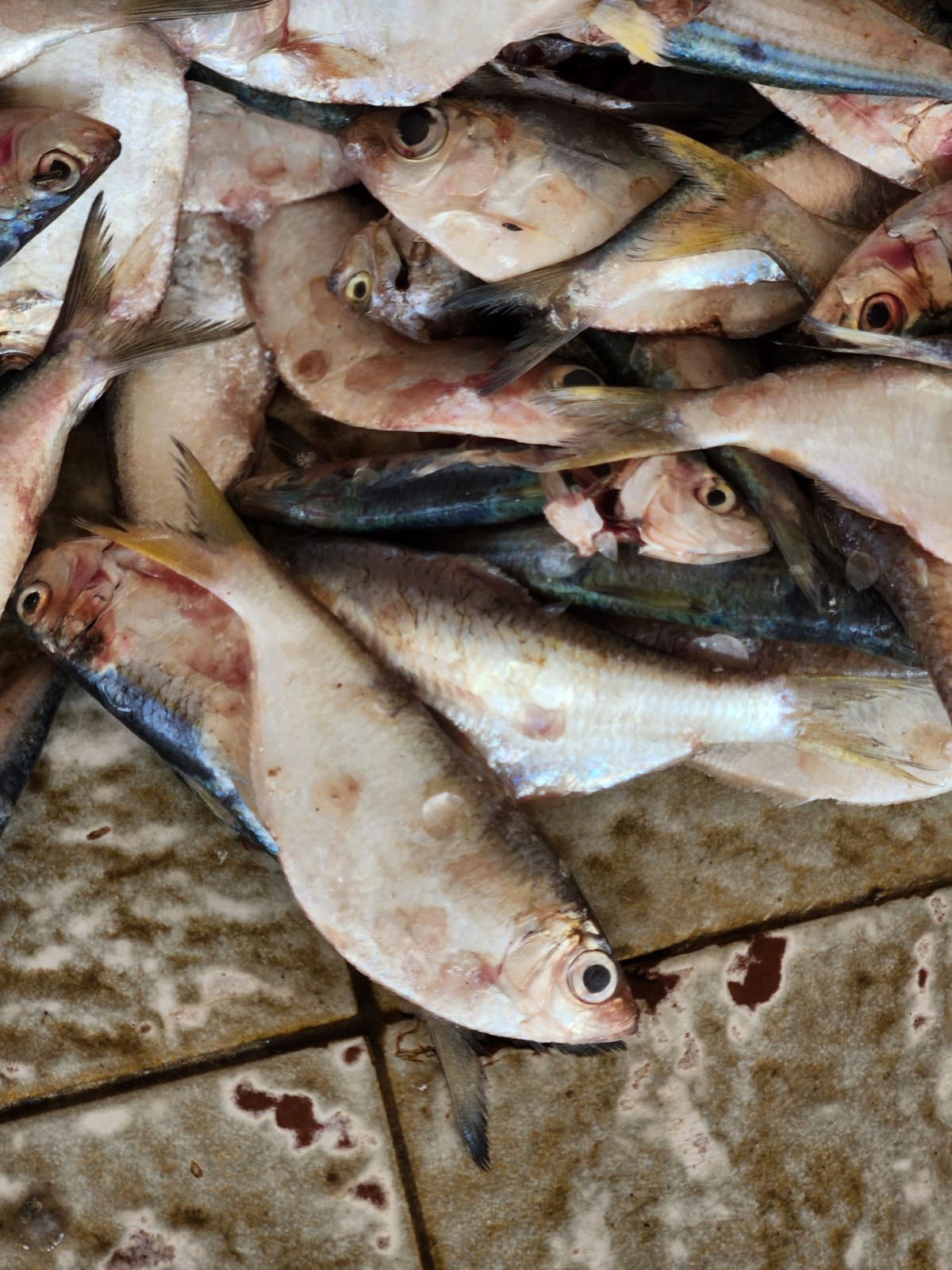 fish-freshness Object Detection Dataset by parietpi