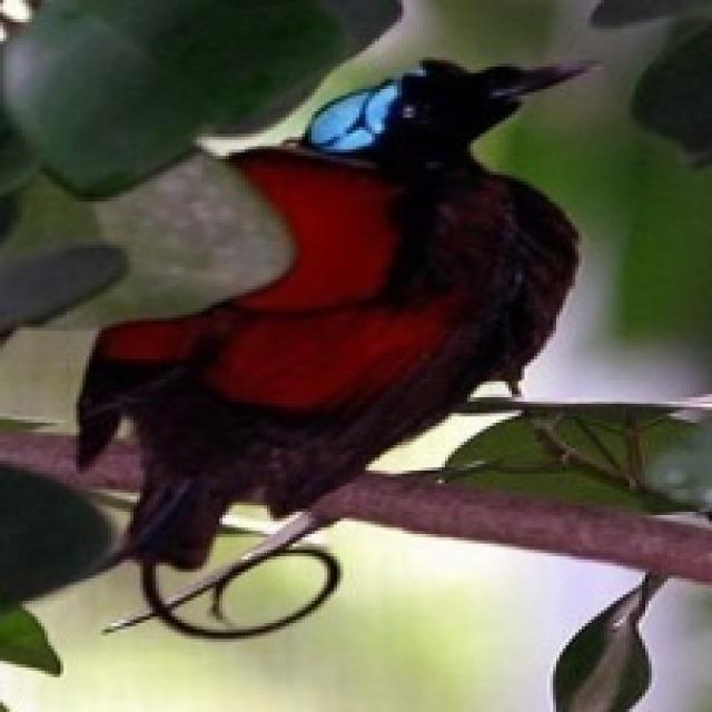 My First Project Classification Dataset by burung