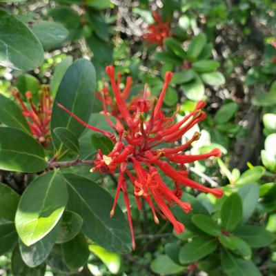 Elun Object Detection Dataset by Cmas