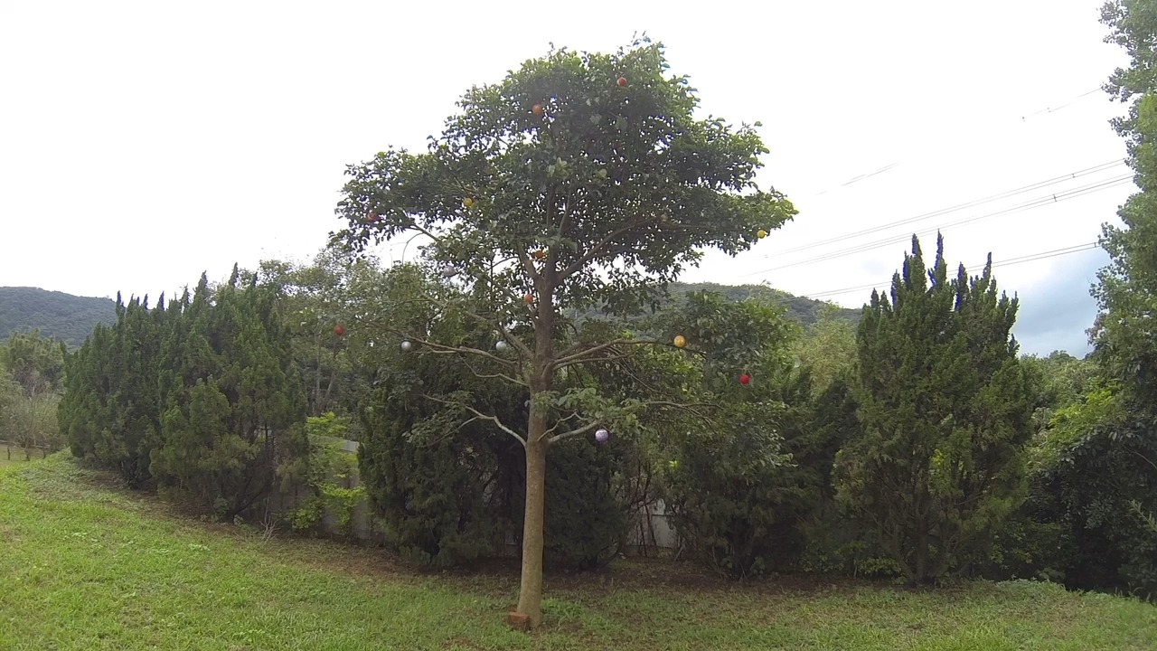 tree Instance Segmentation Model by Ricky Chen