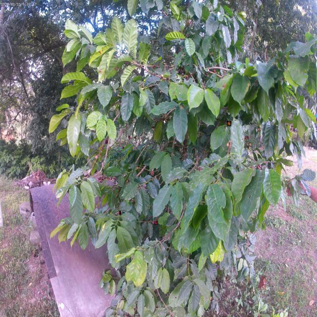 How to Use the Caso II 300 imag Object Detection API