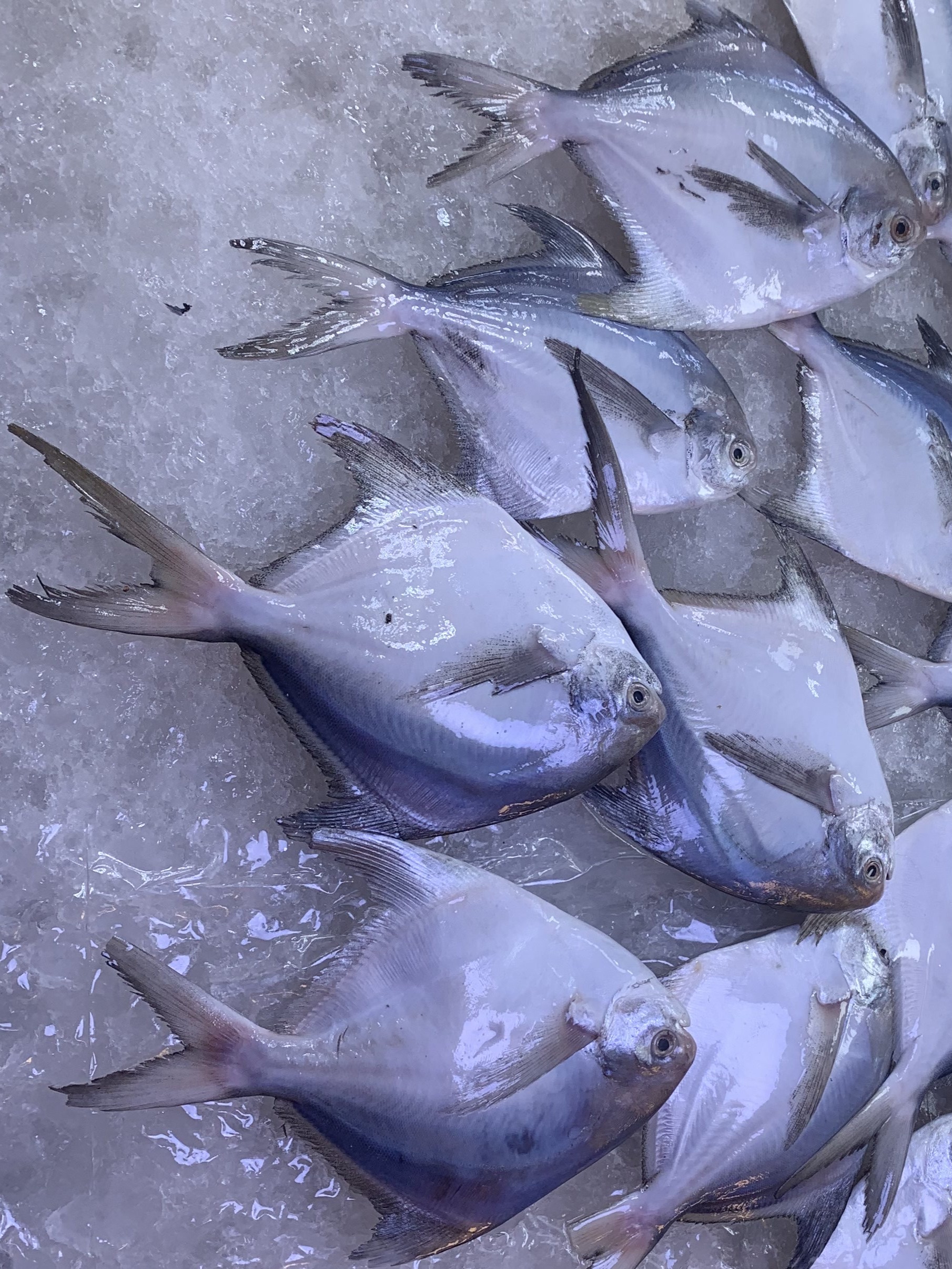 Bengal Delta Fish Object Detection Model by Digital Image Processing