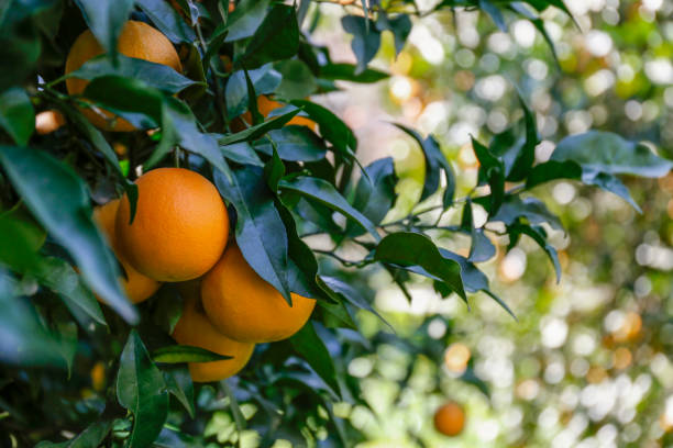 Nguyen Hoang Phuc - Roboflow Universe