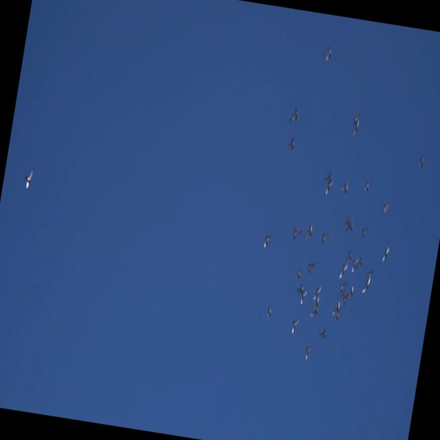 Birds Detection Object Detection Dataset By Lasir