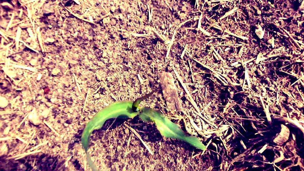 weed Instance Segmentation Dataset by Jayteam