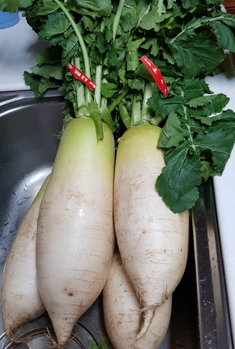 radish Object Detection Dataset by dolazy7@gmail.com