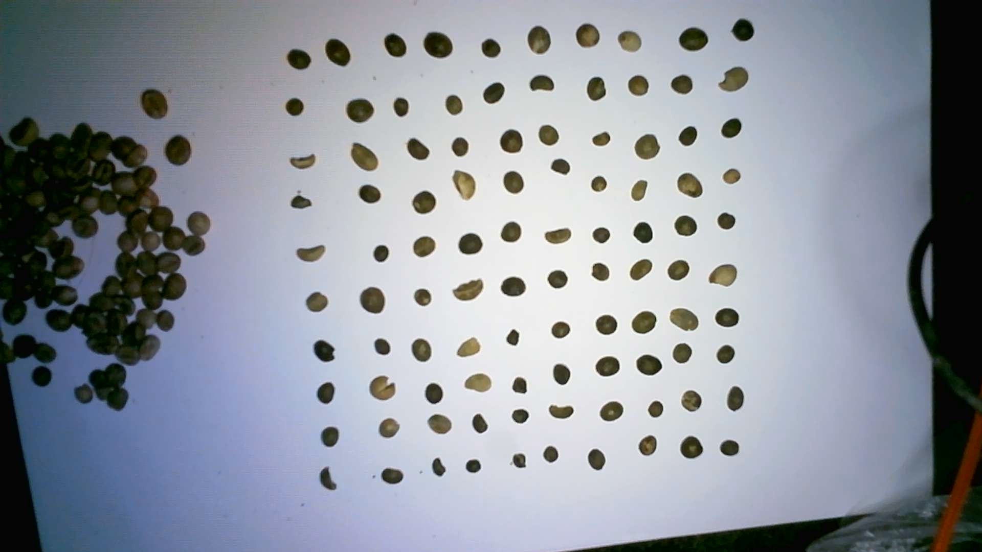 BEANVISION_v1 Object Detection Dataset and Pre-Trained Model by coffee beans