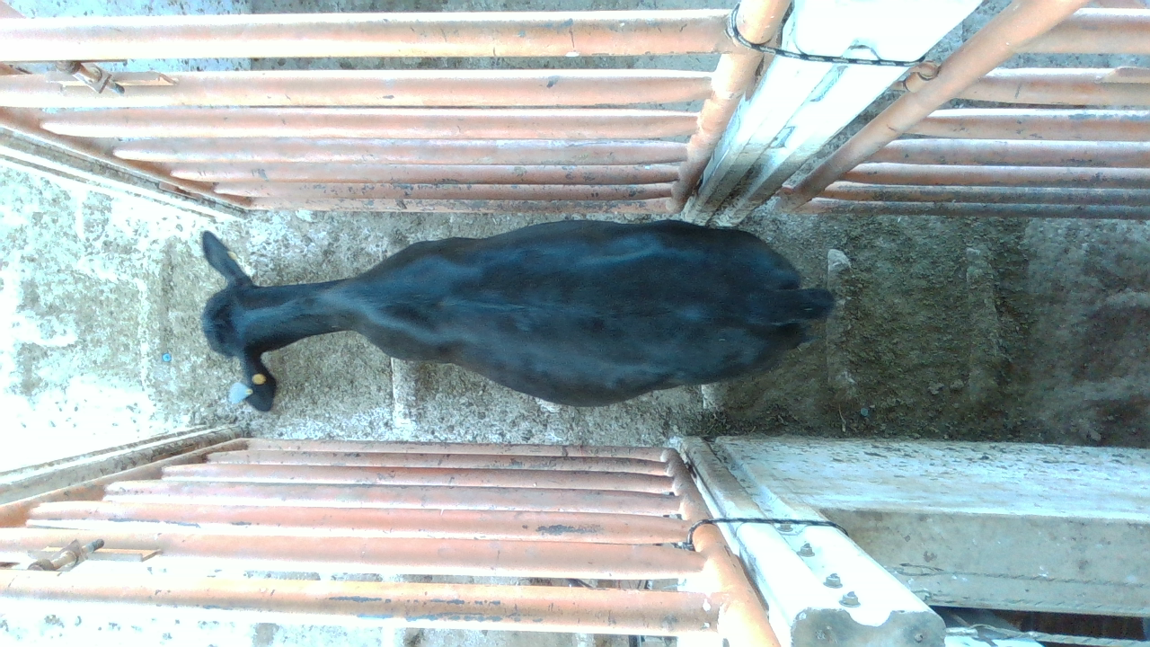 Cattle Detection Object Detection Model by imageanalysis