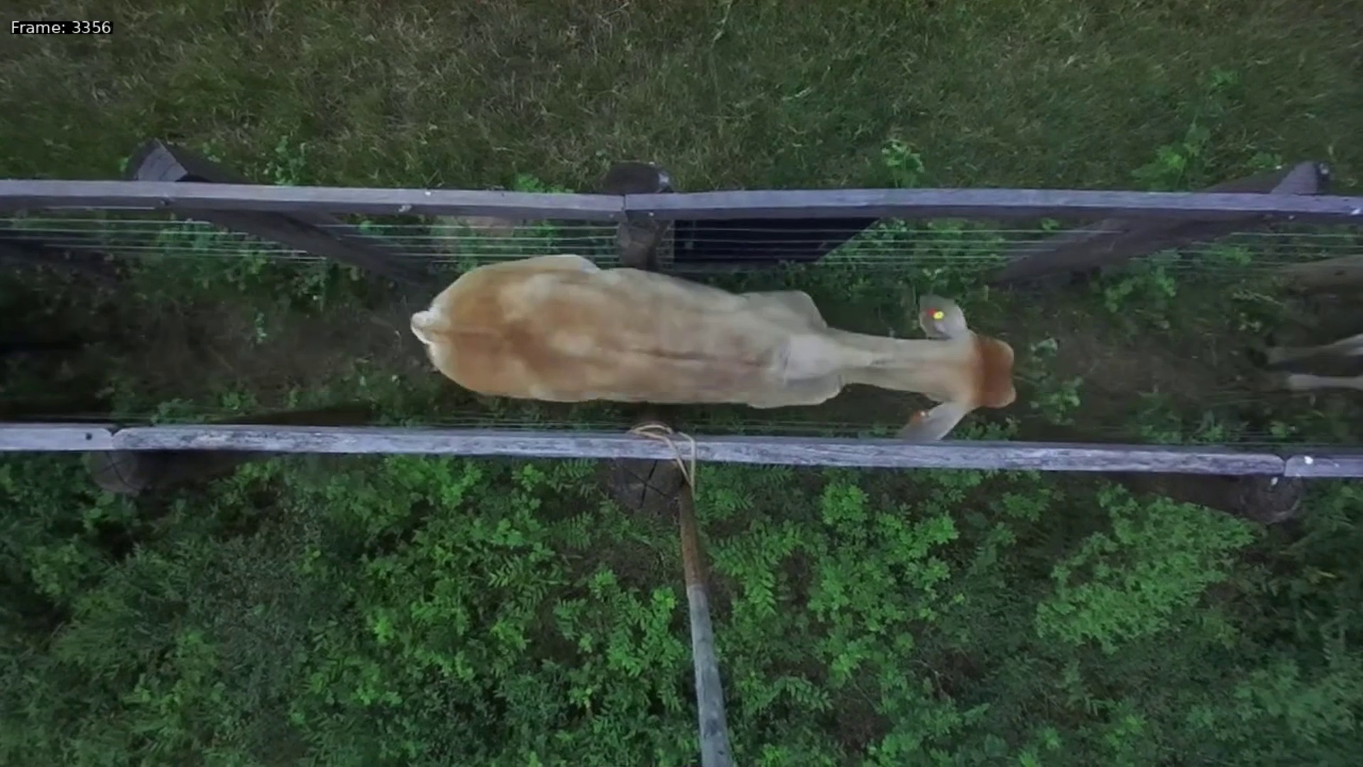 Cattle Object Detection Dataset and Pre-Trained Model by imageanalysis