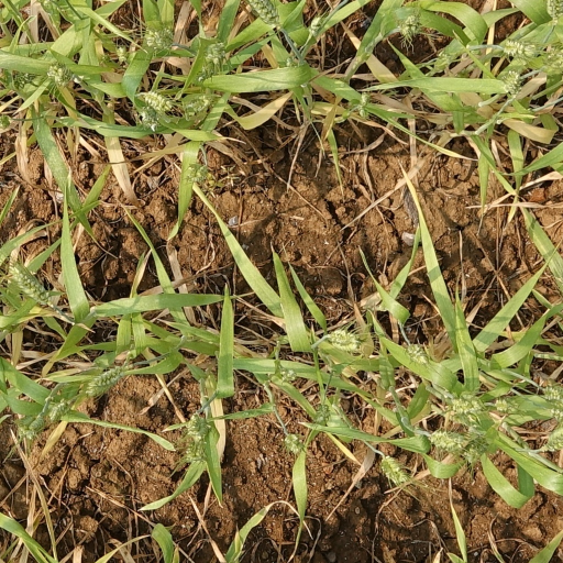 Wheat Object Detection Dataset by please