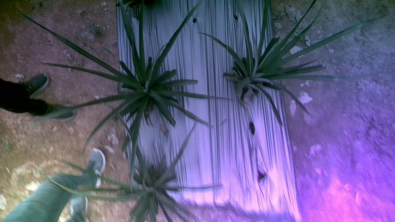 Pineapple Disease Detection Segmentation Instance Segmentation Dataset By Sat Asia