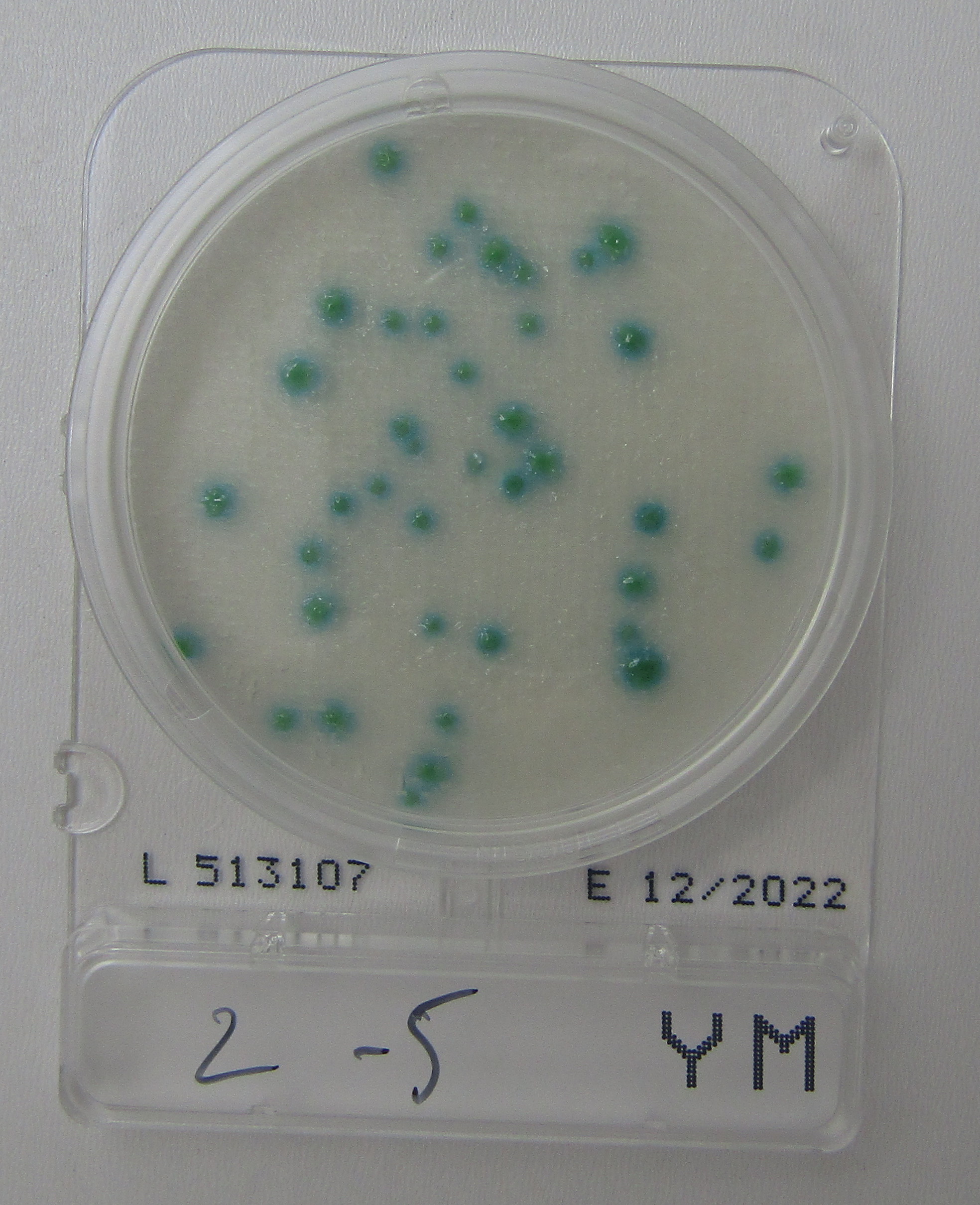 Levures Object Detection Dataset and Pre-Trained Model by Datasets