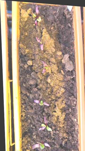 MCS614 Final Project Object Detection Dataset by Workspace 1