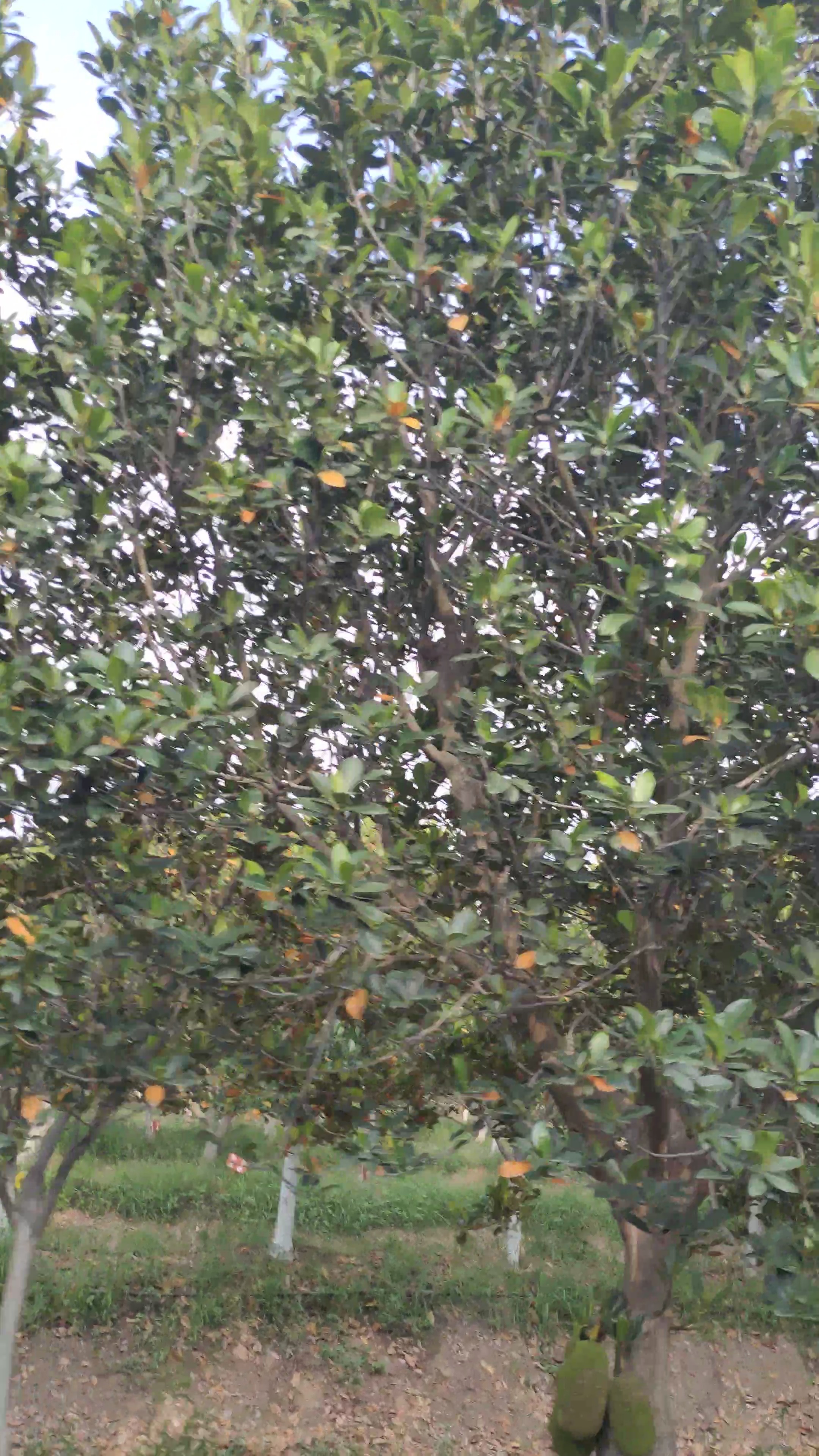 jack fruit Object Detection Dataset by shivamma
