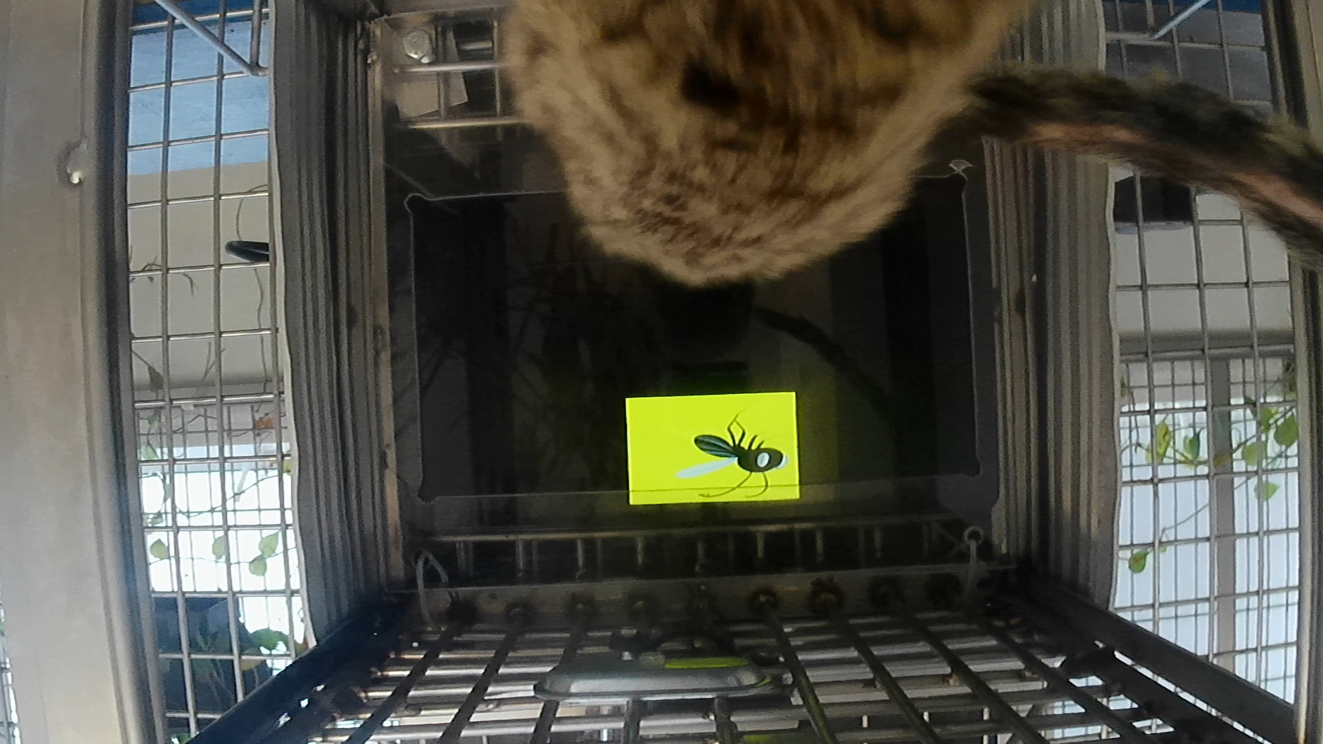 Marmo Tablet Instance Segmentation Model by MarmosetsCollaboration