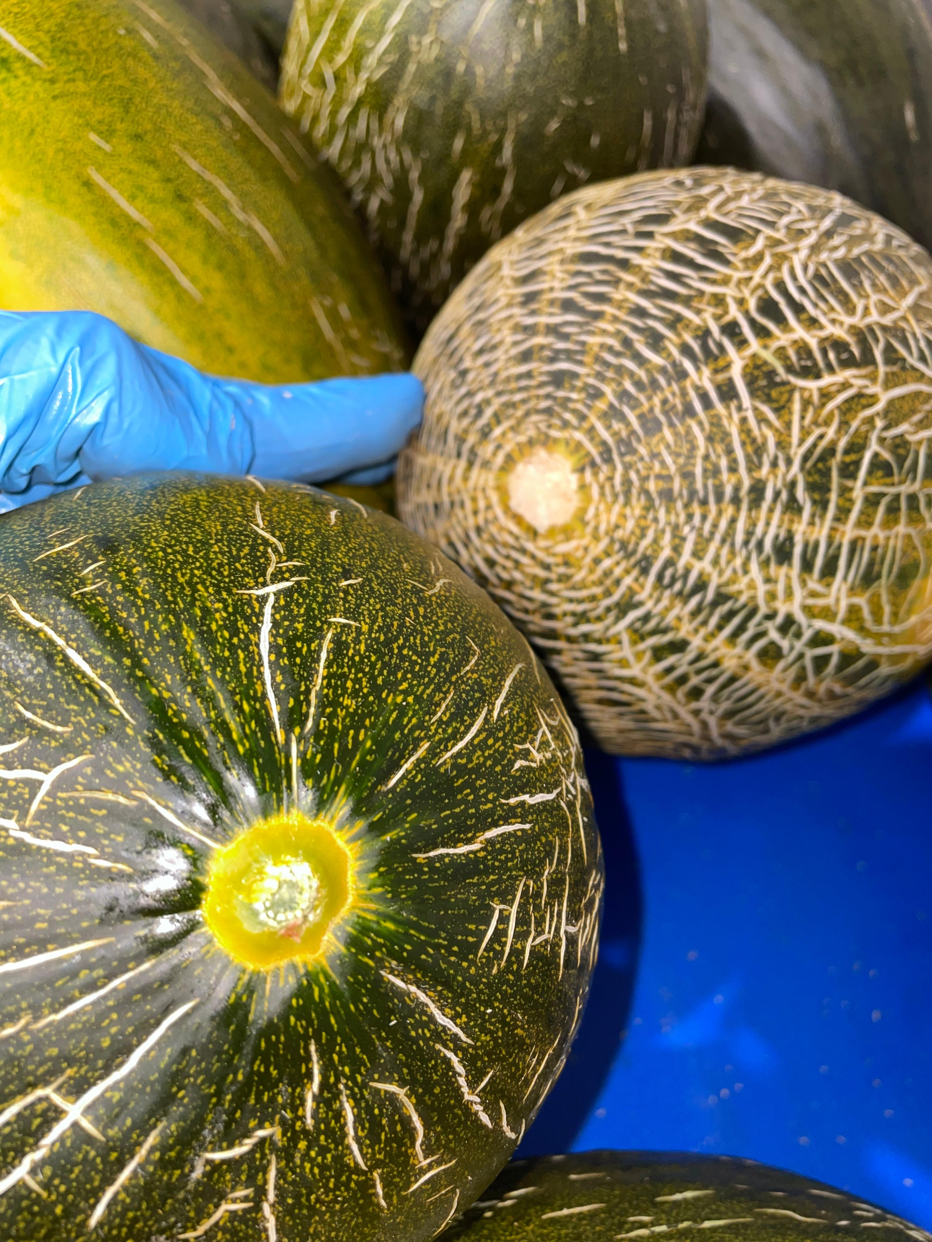 Segmentación de Pedúnculos Instance Segmentation Model by Proyectos