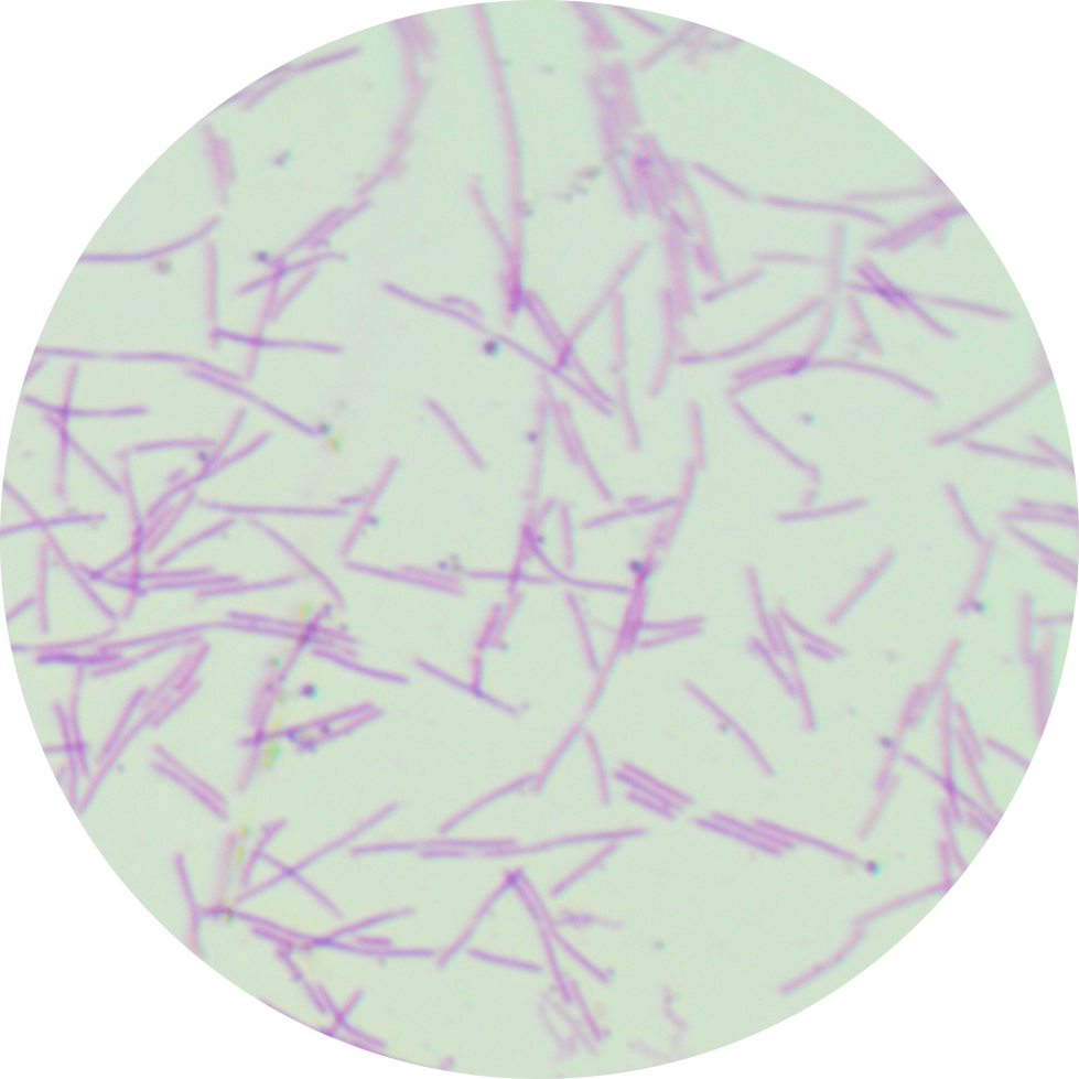 Lactobacillus-rhamnosus Classification Dataset by orton