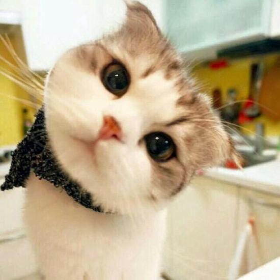 cat_app Object Detection Dataset by RMUT