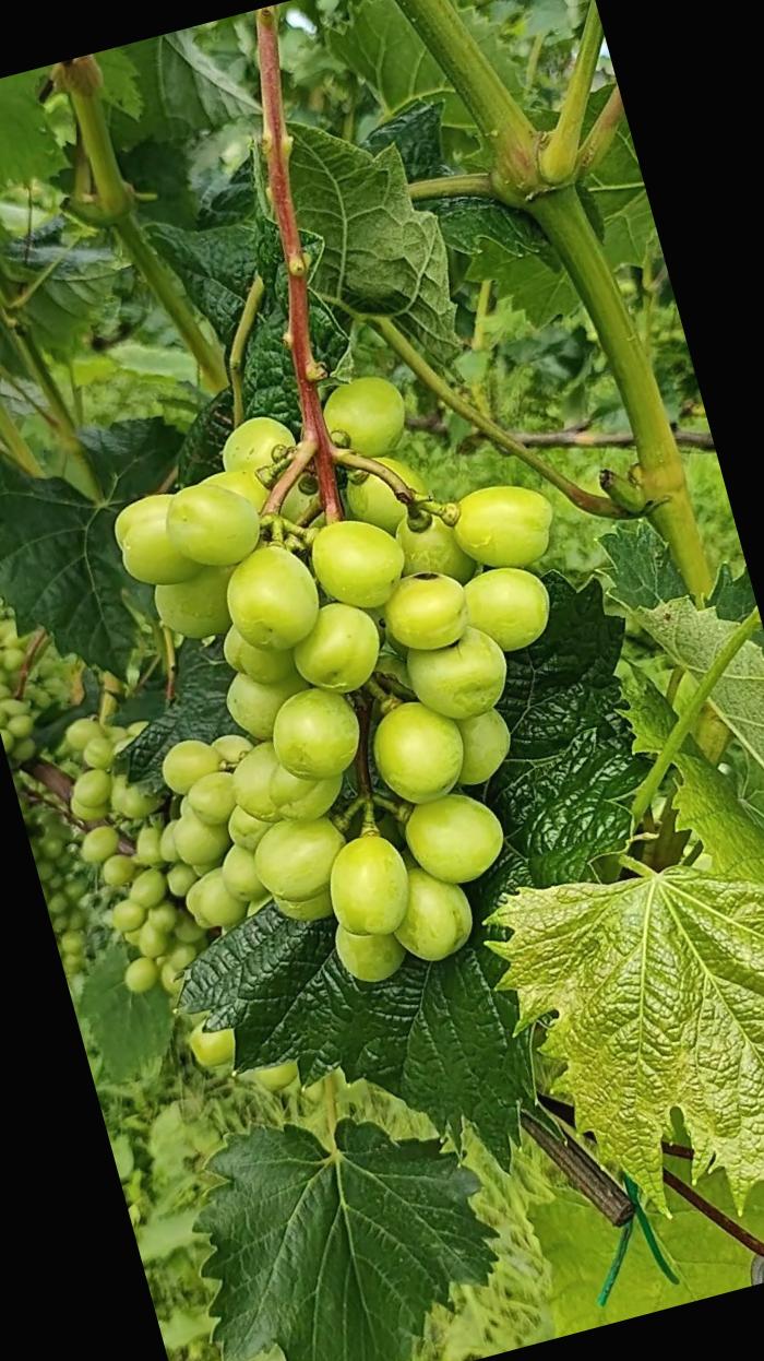 grape seg Instance Segmentation Dataset and Pre-Trained Model by grape