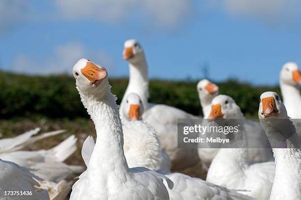 goose shape Object Detection Dataset and Pre-Trained Model by Antszkol