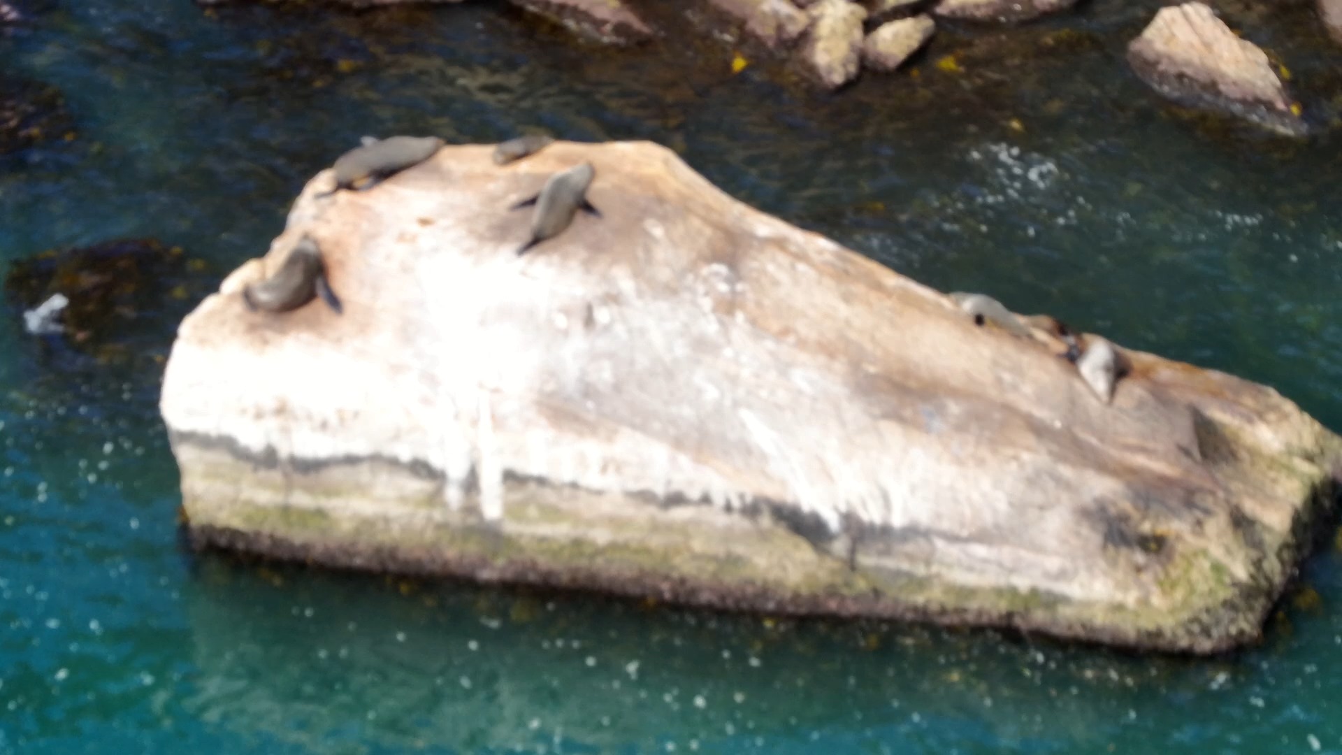 barrenjoey-seal Object Detection Model by cininja