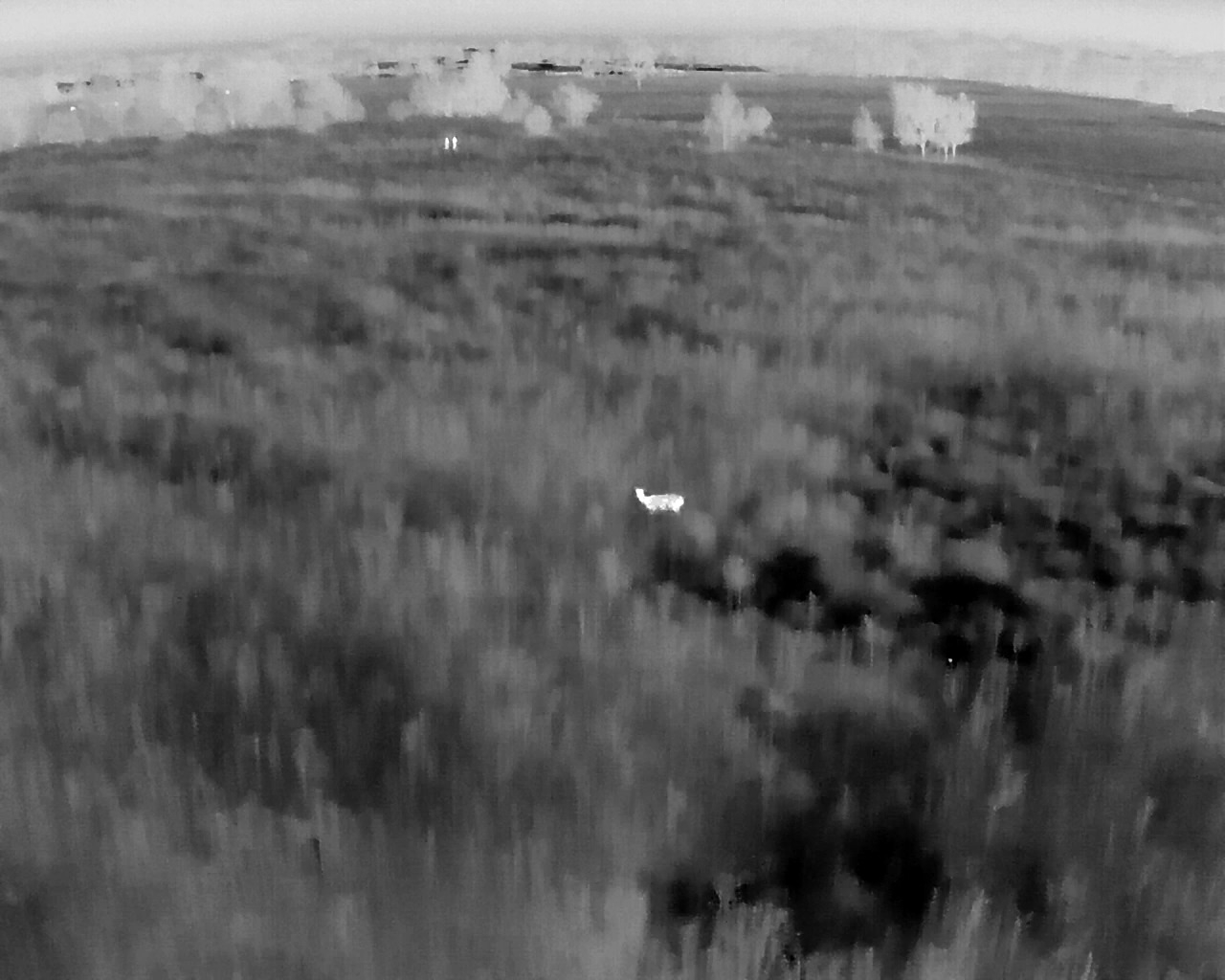 Thermal Drone Deer Fox Detection Object Detection Dataset And Pre