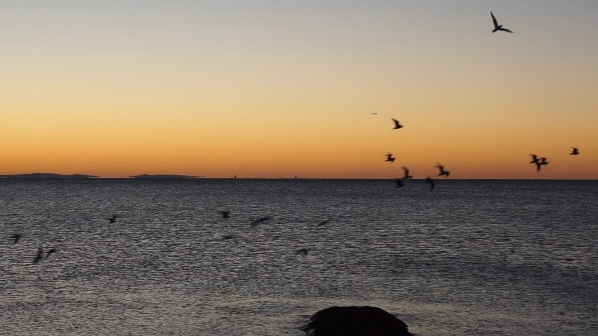 bird Object Detection Dataset by DetFly bird Object Detection Dataset by DetFly
