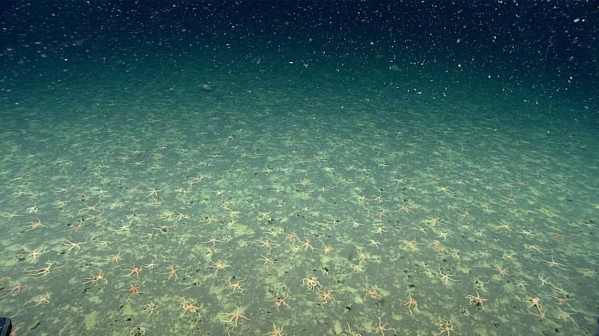 Hatem Mohamed - Roboflow Universe