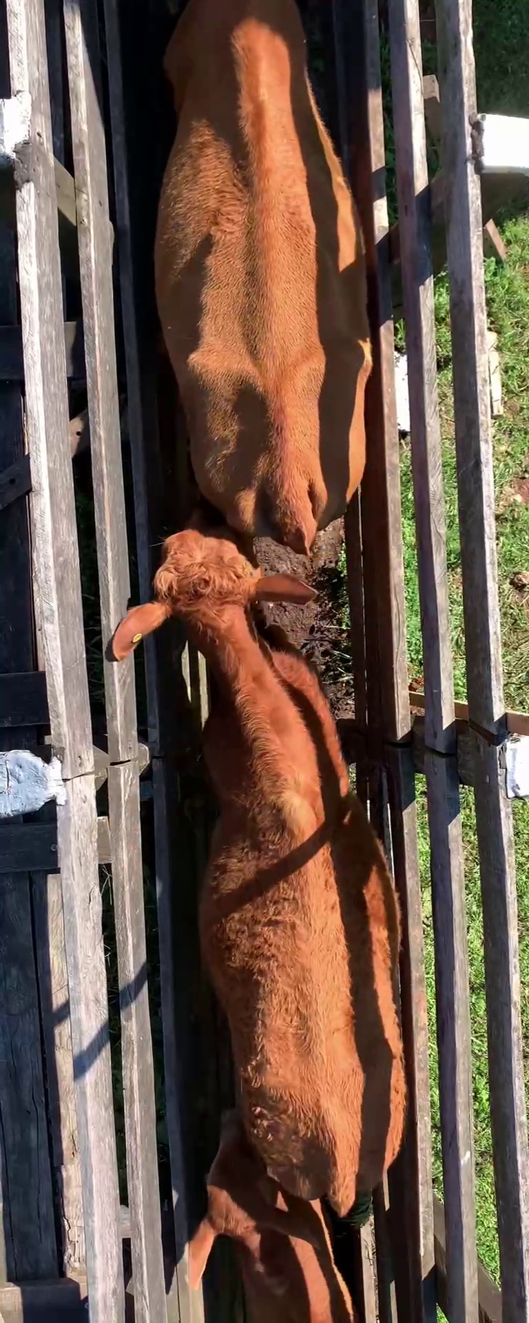 Cow Up Instance Segmentation Dataset and Pre-Trained Model by Vinicius