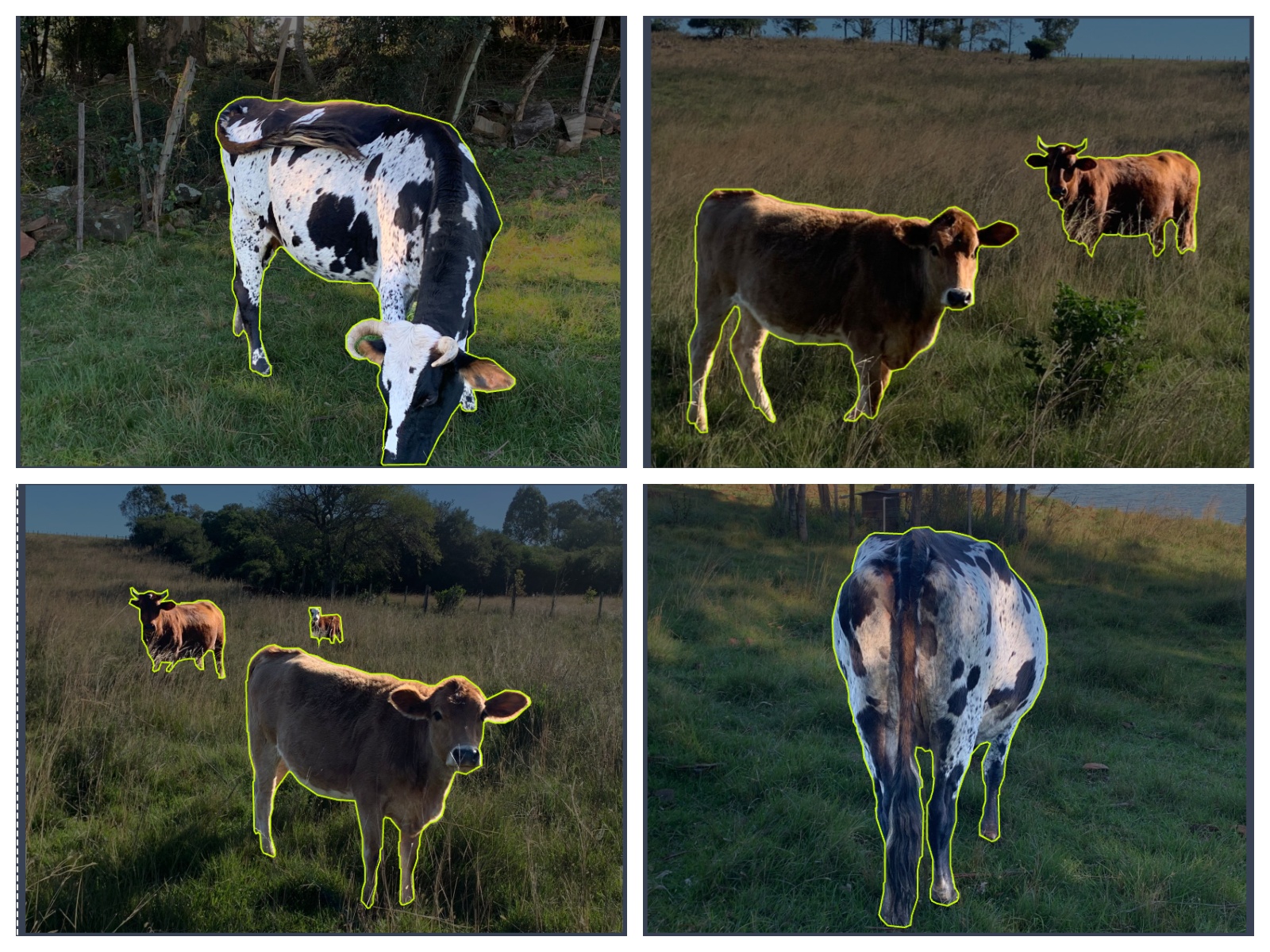 cow Instance Segmentation Model by Vinicius