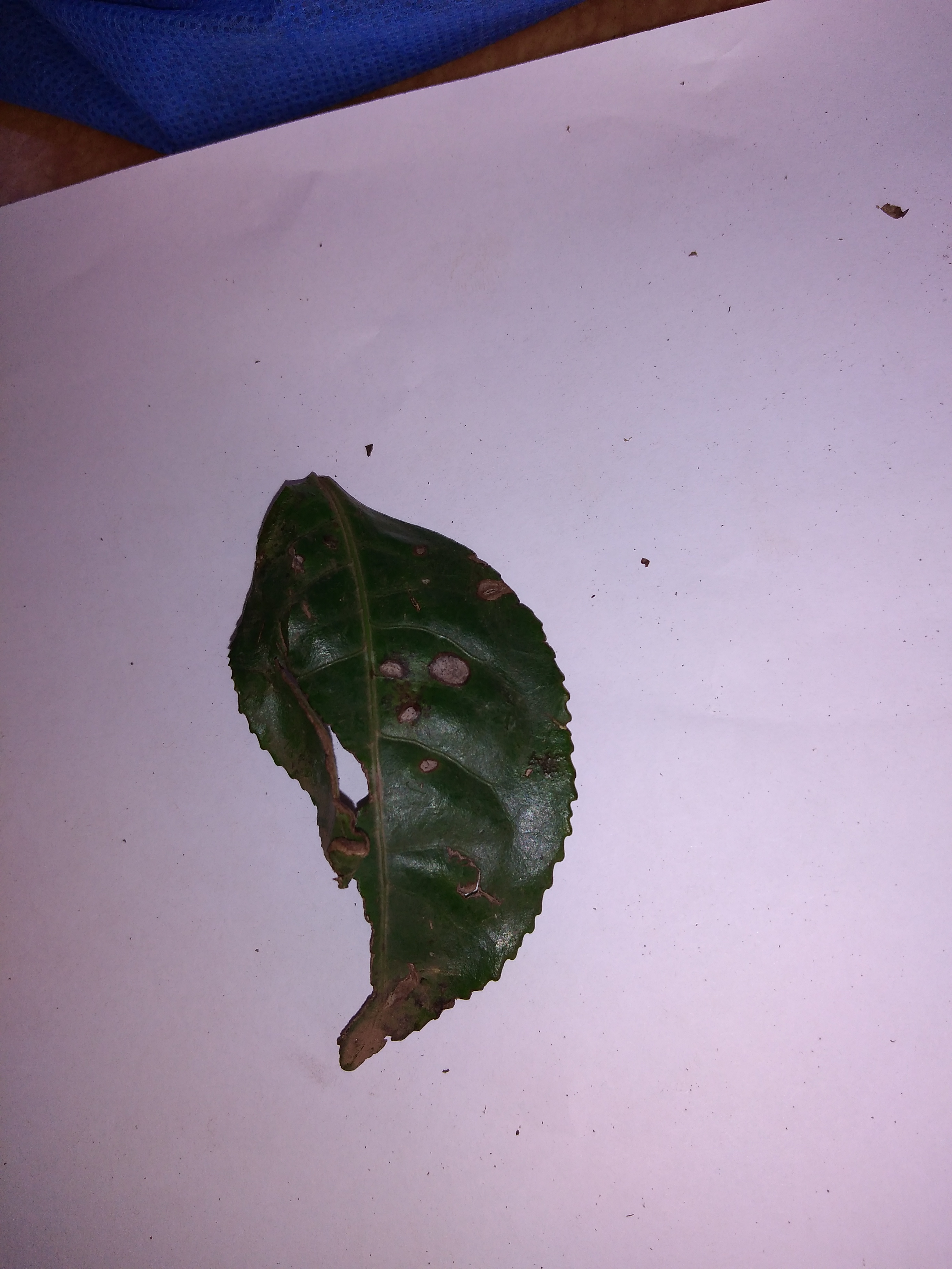 Tea Leaf Plant diseases Classification Model by RRT